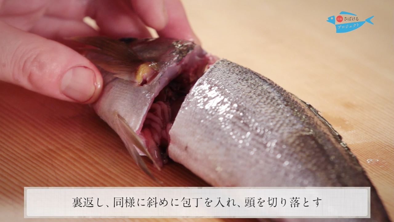 伊佐幾（いさき）のさばき方 – How to filet Striped Pigfish -｜日本さばけるプロジェクト | 日本さばけるプロジェクト